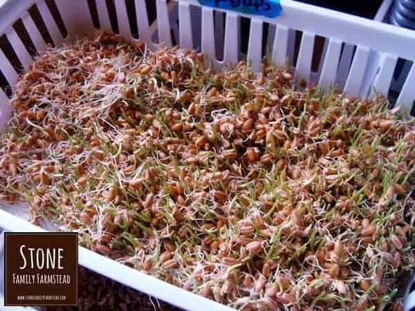 Sprouting Fodder to Boost Protein for Small Livestock - Stone Family ...